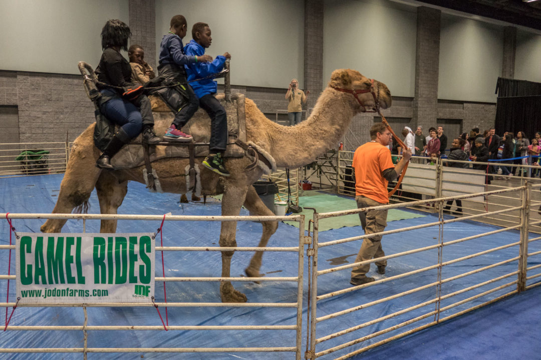 camel-rides-at-Washington-DC-Travel-&-Adventure-Show-1600x1067 - I May Roam
